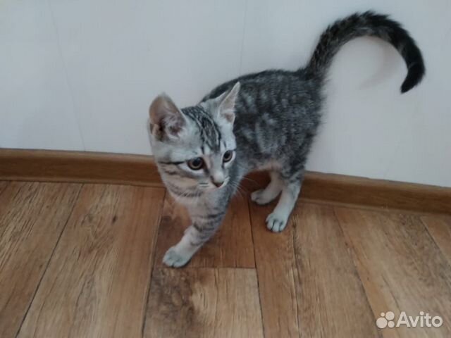 Кареглазый котик