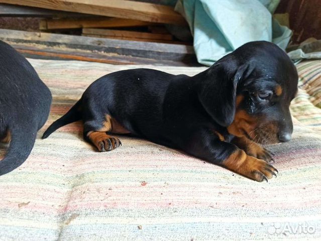 Такса щенки