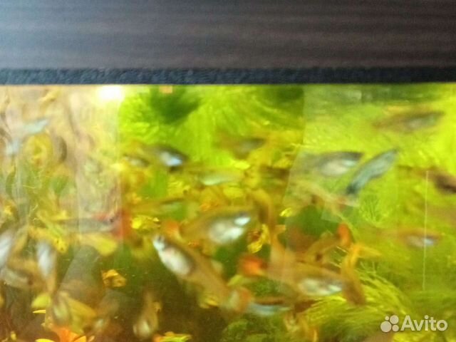 Аквариумные рыбки гуппи