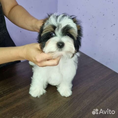 Щенки бивера