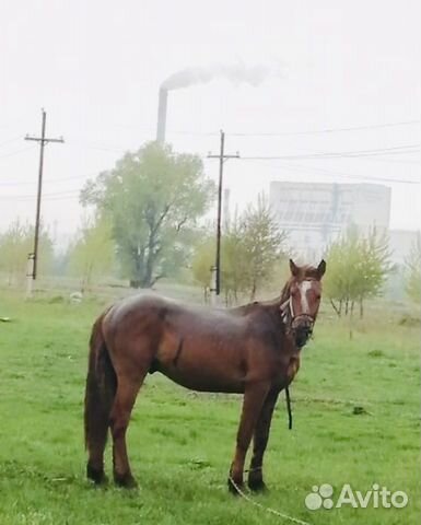 Продажа лошадей жеребец