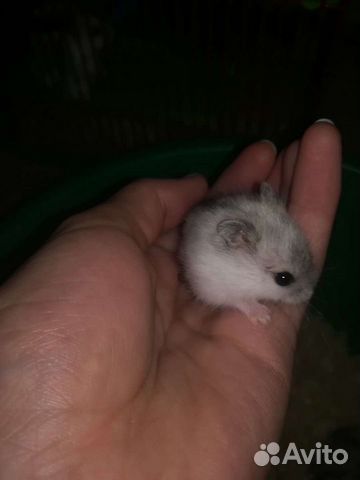 Джунгарский хомяк