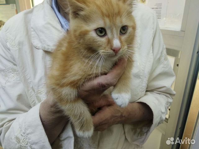 Котенок Рыжик 3 месяца