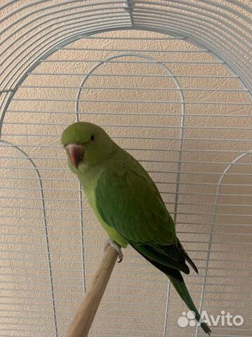 Ожереловый попугай