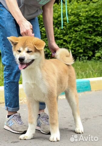 Рыжие самураи