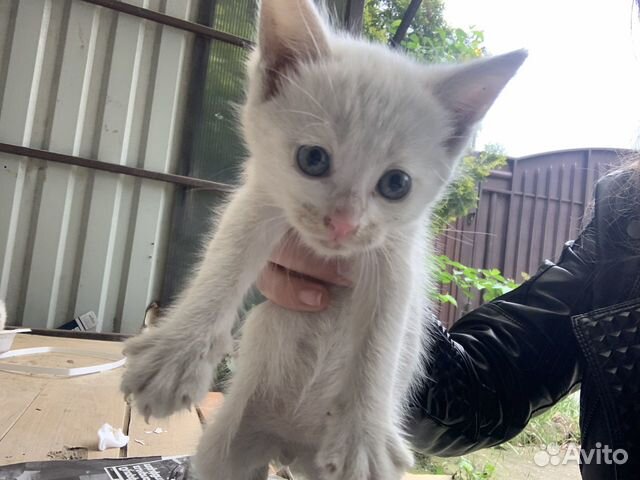 Котенок