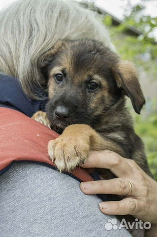 Мальчишка Крекер ищет дом