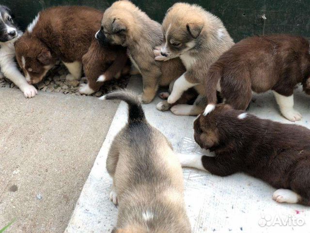 Собаки щенки