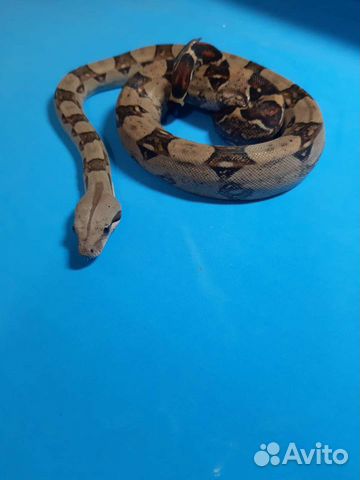 Императорский удав