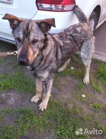 Смешной песик Тишка,8 мес.Не родись красивым)