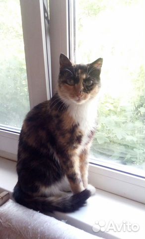 Кошечка в добрые руки