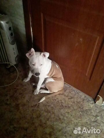 Стафордширский терьер