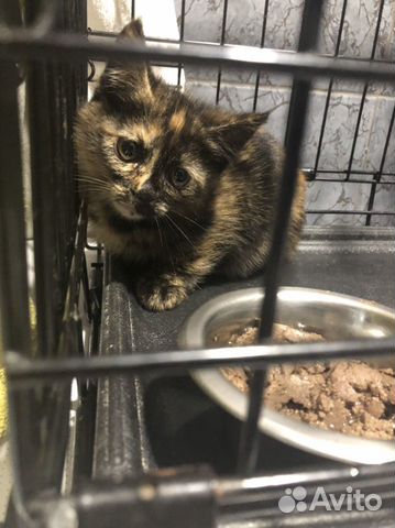 Котёнок черепашка