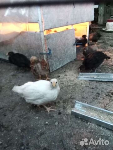 Куры несушки цыплята