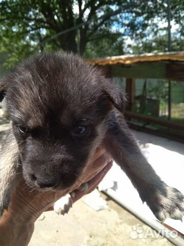 Очаровательная лапуличка