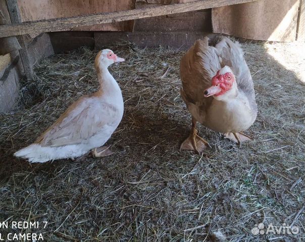 Инкубационное яйцо индоутки