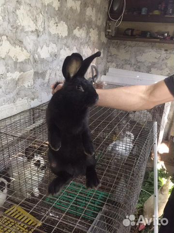 Кролики обмен самец3 месяца