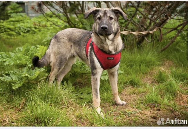 Воспитанная умница щенок охранница и друг