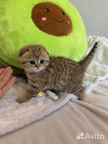 Шотландская вислоухая тигровый окрас девочка