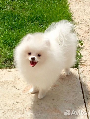 Девочка мини помочка