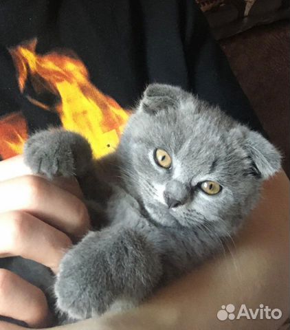 Шотланский вислоухий котенок