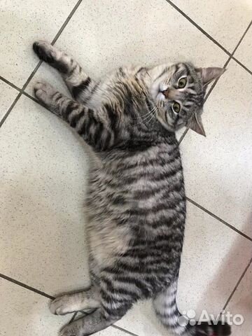 Кот бесплатно