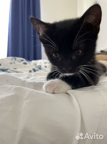 Нежный Мусик