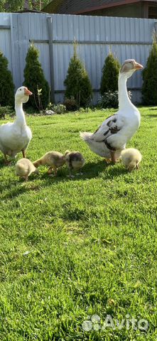 Холмогорские гусята