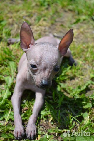 Шикарная девочка мексиканской голой мини