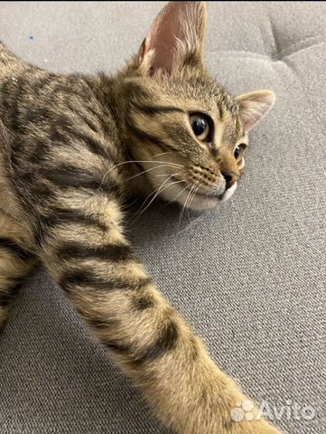 Котята в добрые руки бесплатно