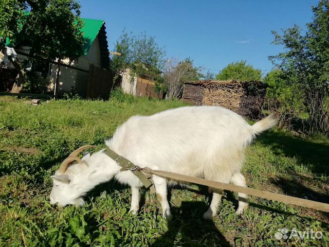 Коза дойная