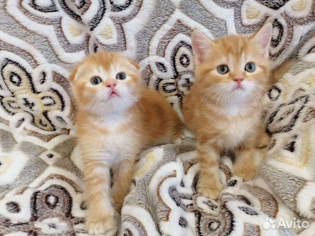 Котята