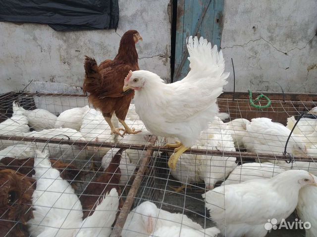 Птица разных пород