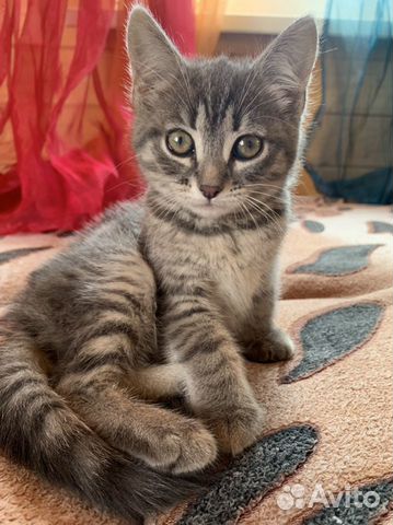 Котята в добрые руки бесплатно