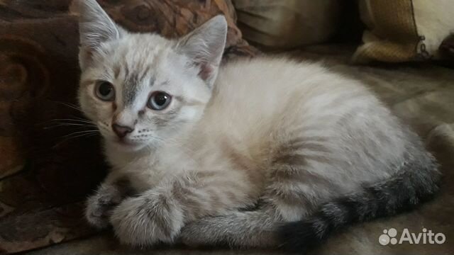 Кошки в добрые руки бесплатно