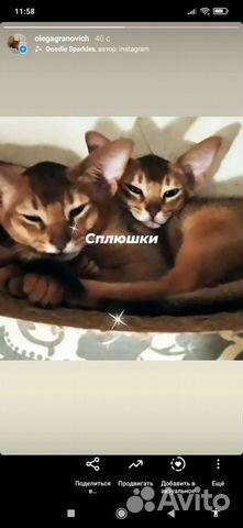 Абиссинская кошка