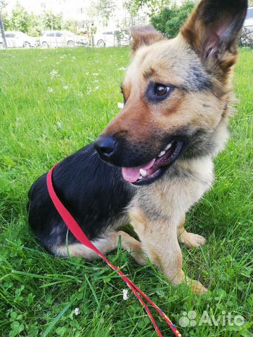 Шаня ищет дом