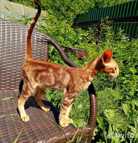 Ориентальный котик