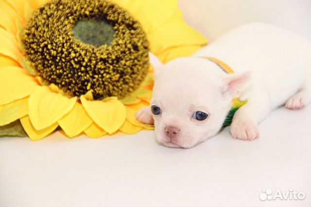 Разноцветные малыши чихуа