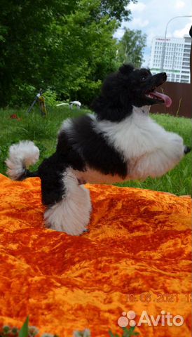 Арлекин той пудель мальчик