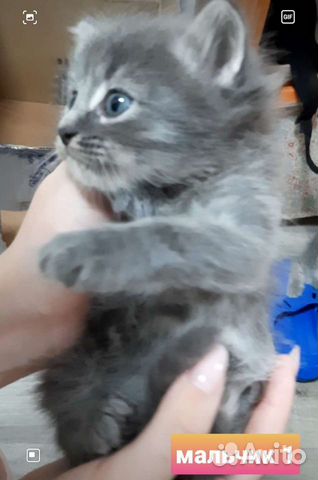 Кошка в дар