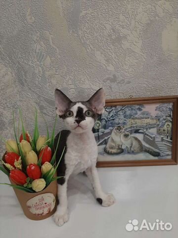 Девон-рекс девочки и мальчики