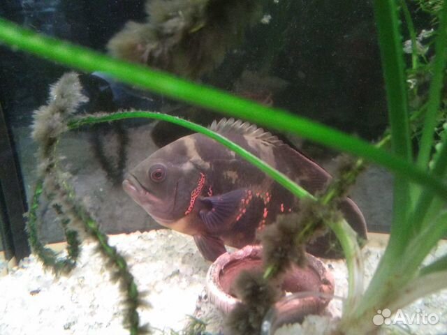 Астронотус полугодовалый