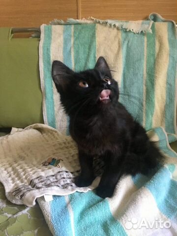 Мемный кот в подарок