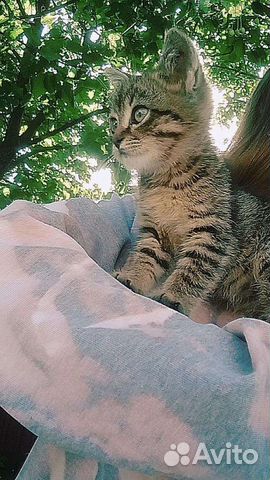 Кошка в дар