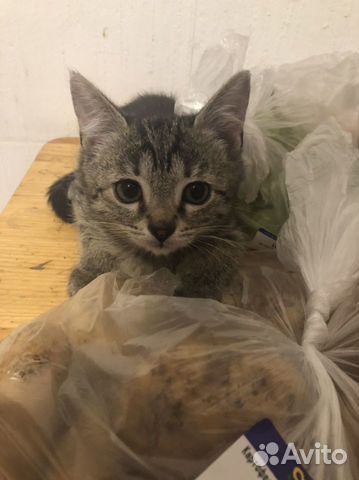 Котенок