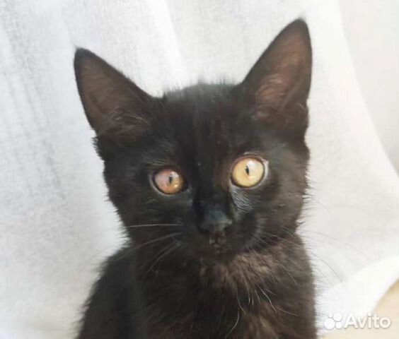 Котенок по имени Тихоня.,2,5 месяца