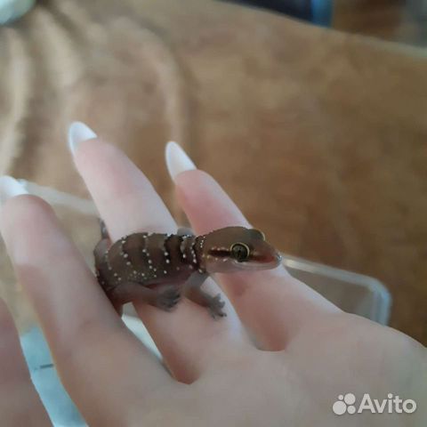 Геккон Полупалый Триедурус