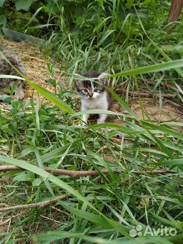 Котята в добрые руки мальчики