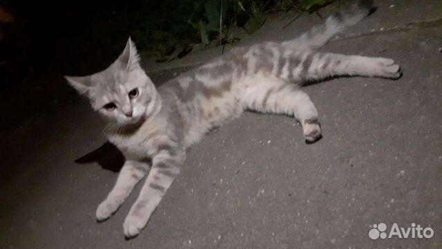 Британская кошечка 7мес девочка Бонечка